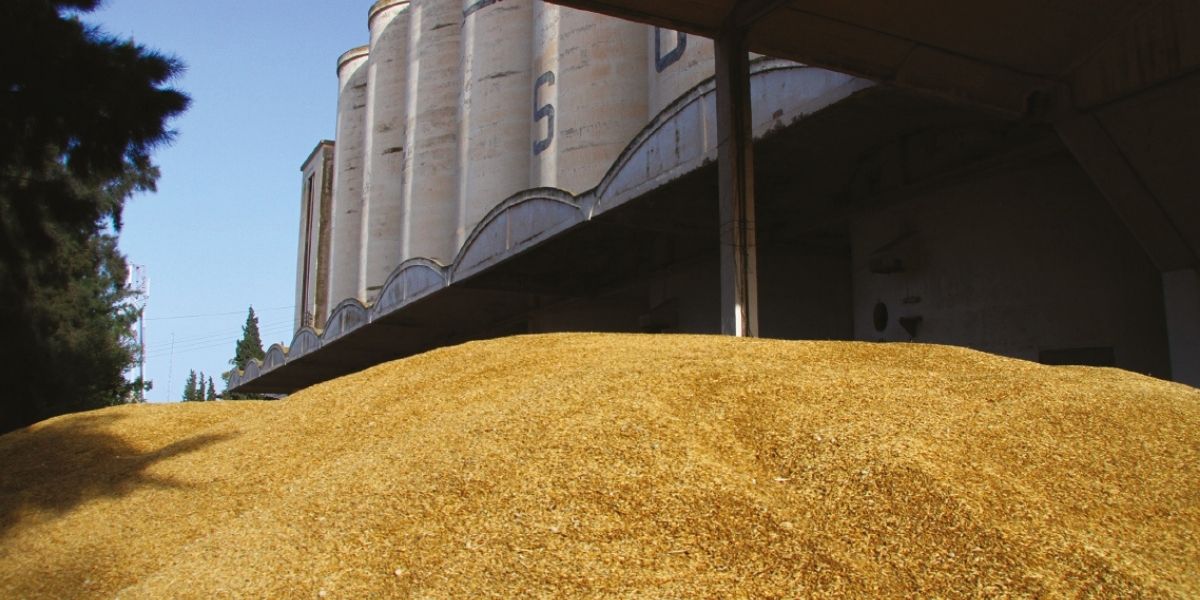 La vente du blé tendre au Maroc va rapporter gros à la France en 2025-2026