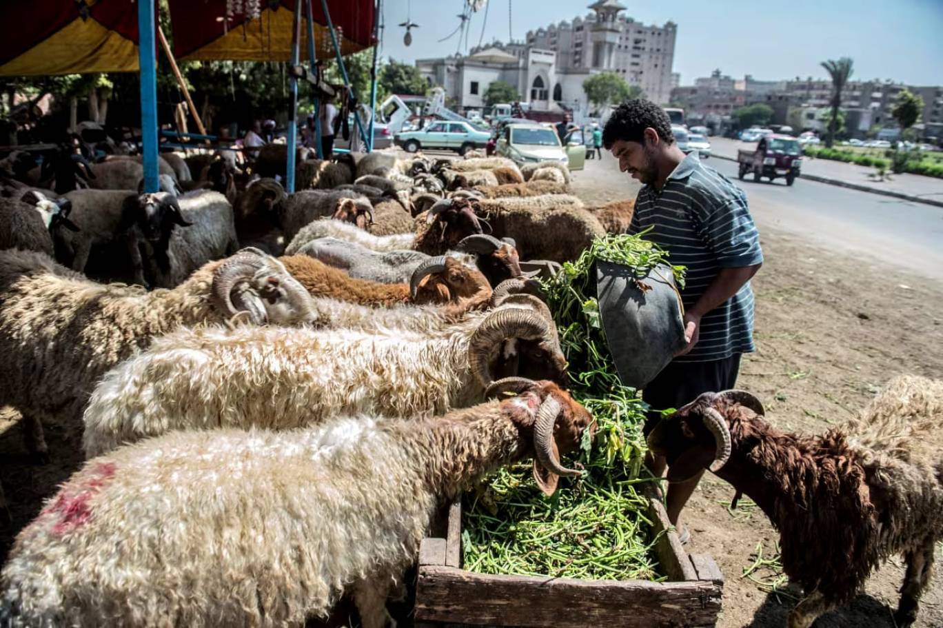 Eid el-adha 2026: Pouls des prix des bêtes sur des marchés majeurs à ...